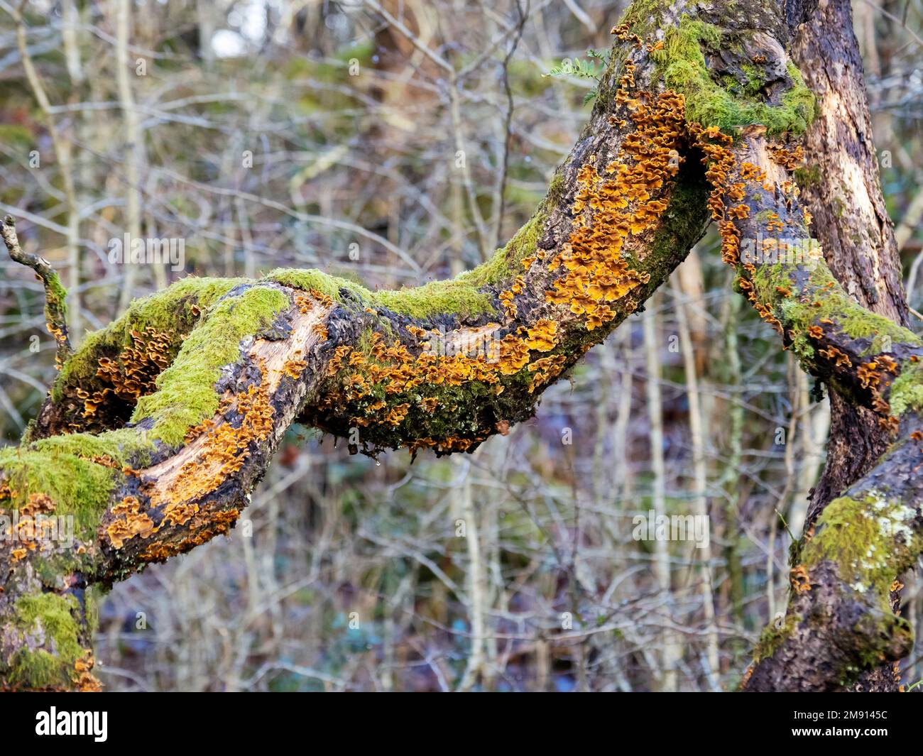 Whitbarrow scar hi-res stock photography and images - Alamy
