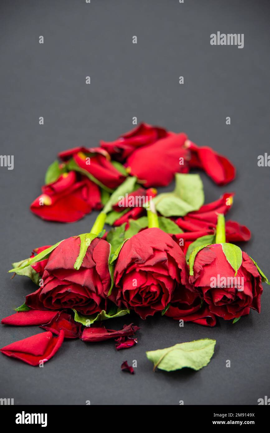 Fallen leaves roses hi-res stock photography and images - Alamy