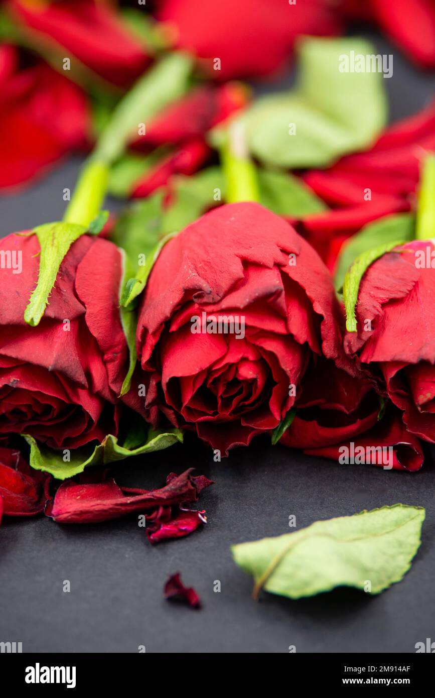 Close-up of red rose flowers with fallen leaves on black background ...