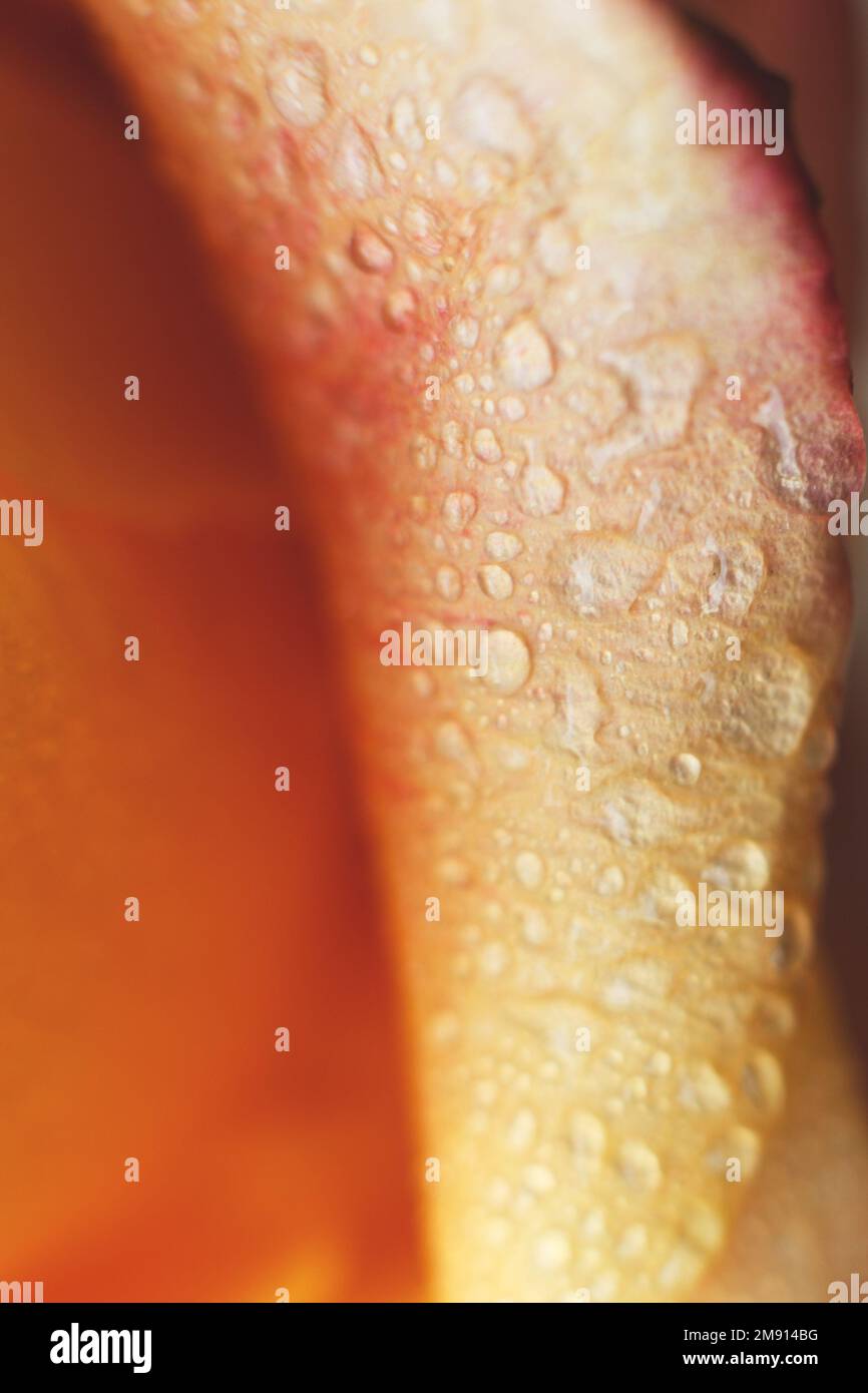 red and yellow rose with drops og water close-up. flower background ...