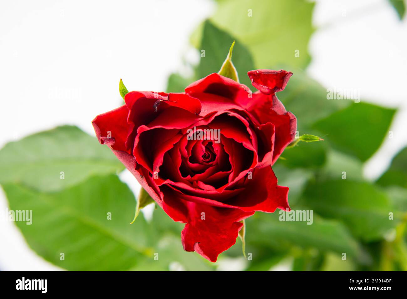 Close-up of red rose flower with green leaves from above on white ...