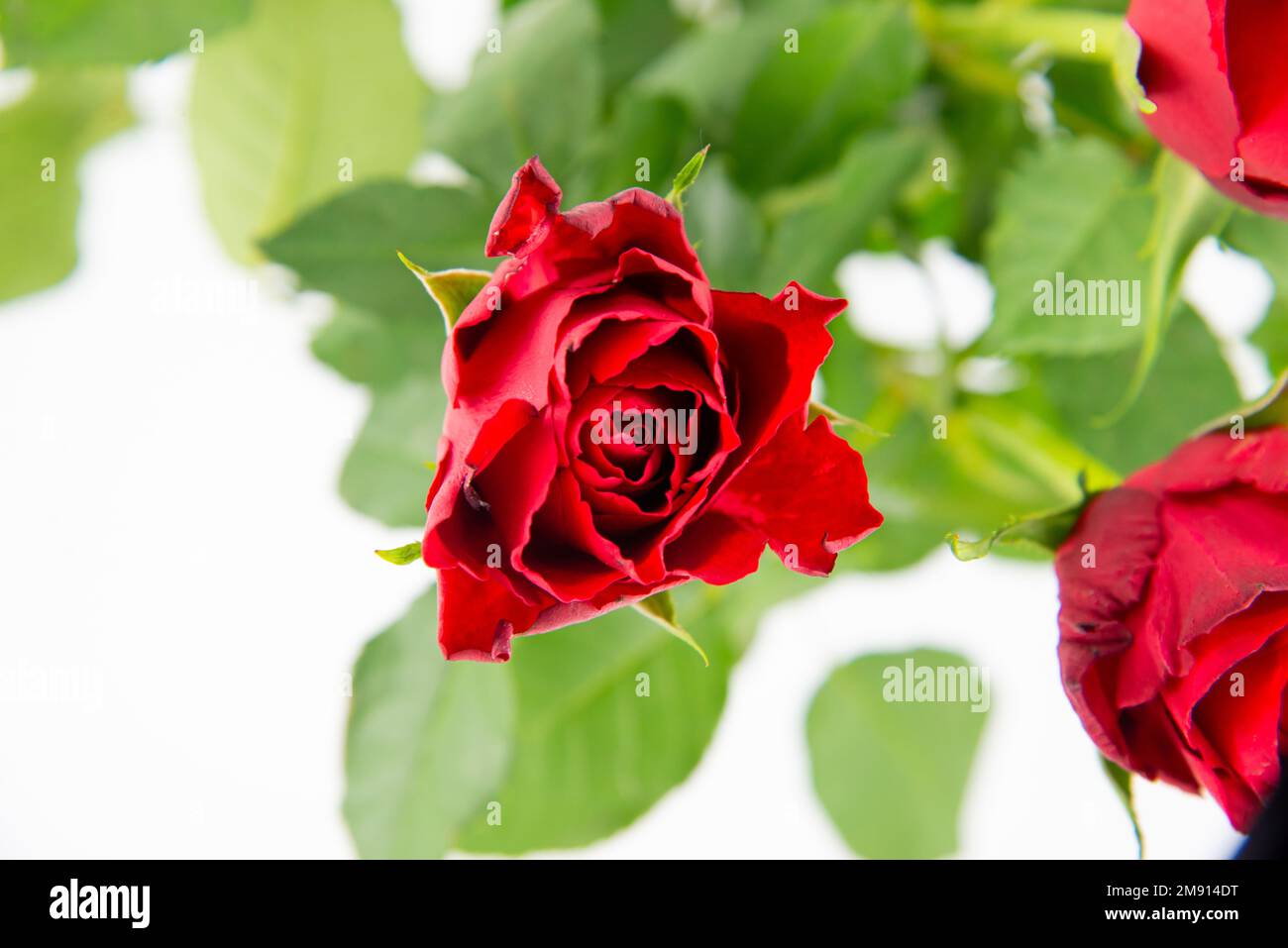 Close-up of red rose flower with green leaves from above on white ...