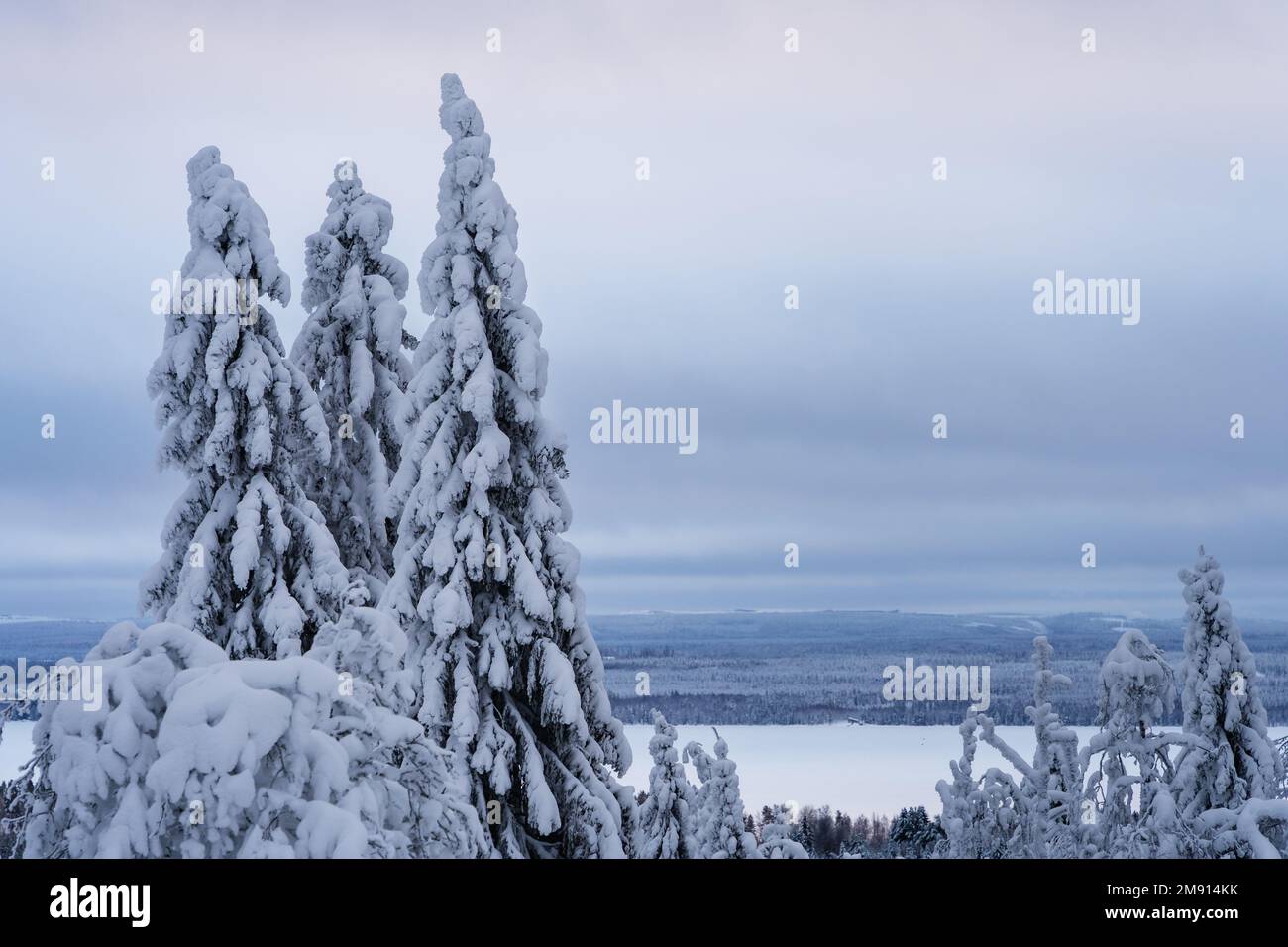 Snow covered forest in sotkamo finland hi-res stock photography and ...