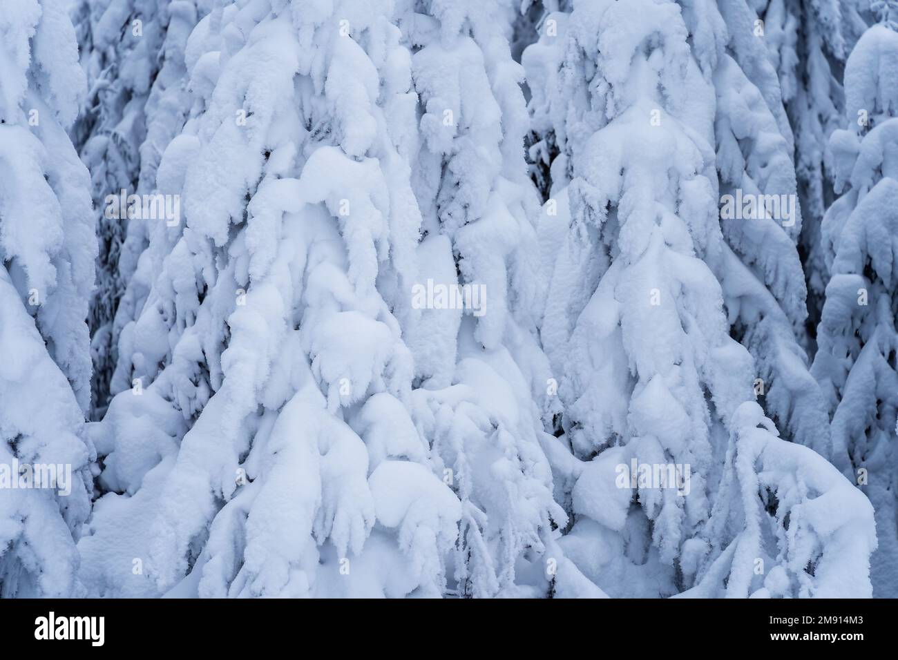 Snow covered trees, close up, background Stock Photo - Alamy