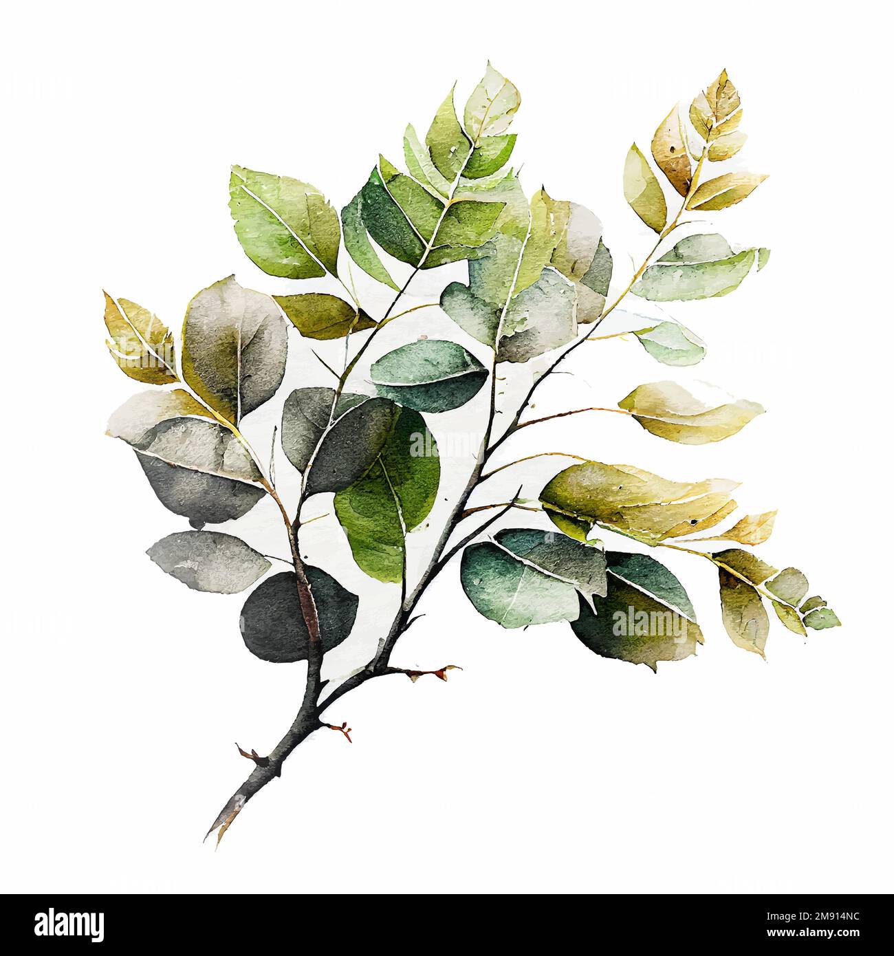 Green Watercolor Painting Natural Leaves Branch Stock Vector Image & Art - Alamy