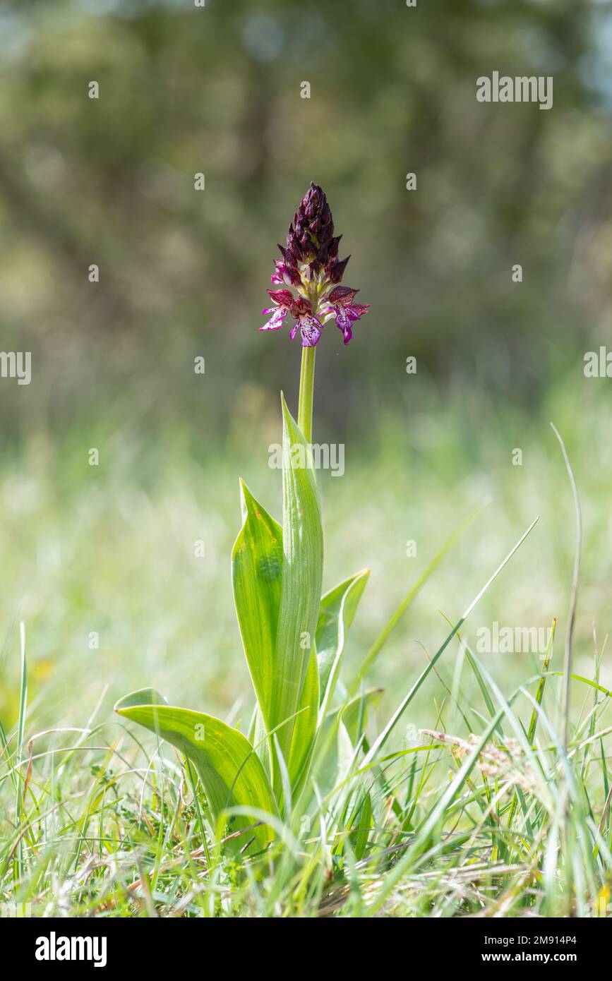 Orchis purpurea long stemmed wild orchid flowering in Spring. France ...