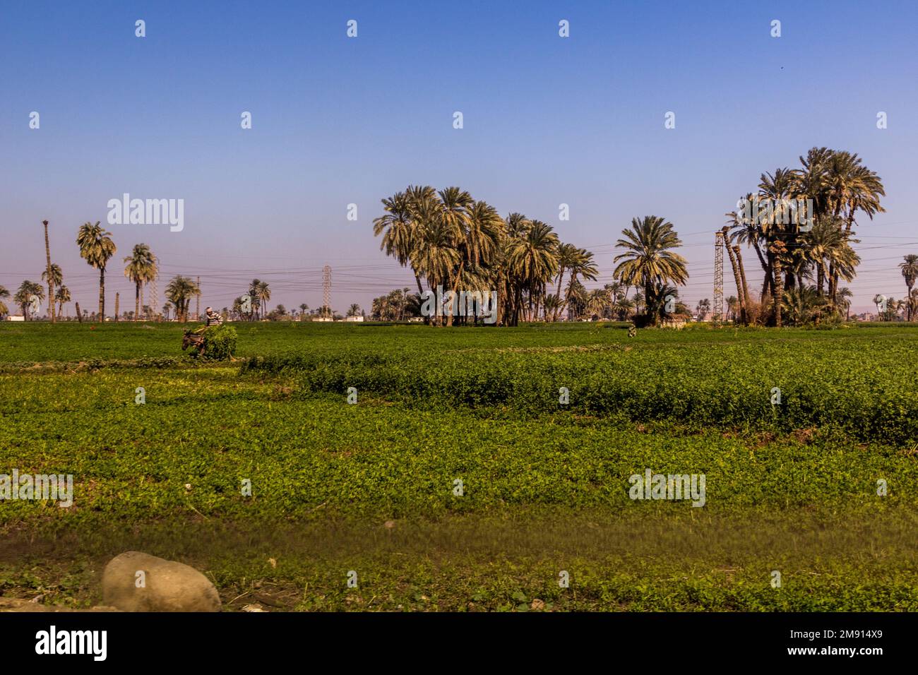 Lush fields along Nile near Sohag, Egypt Stock Photo - Alamy