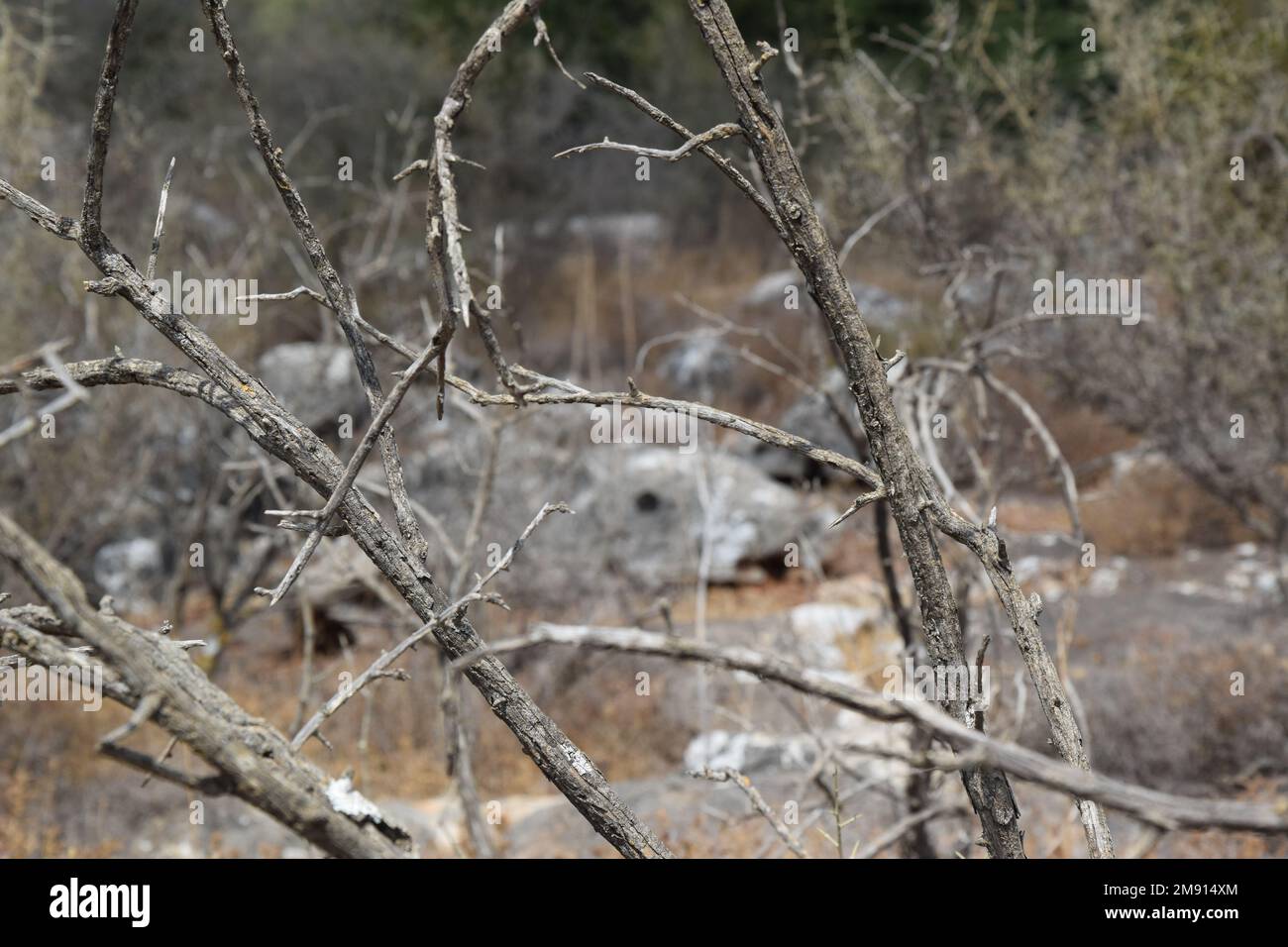 Yiftah Fissures Nature Reserve in Israel Stock Photo - Alamy