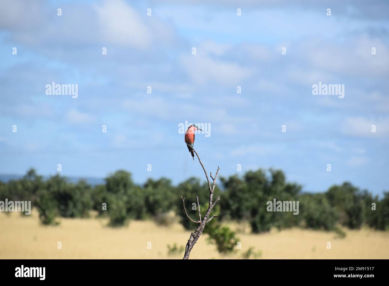 Largest african bee eater hi-res stock photography and images - Alamy
