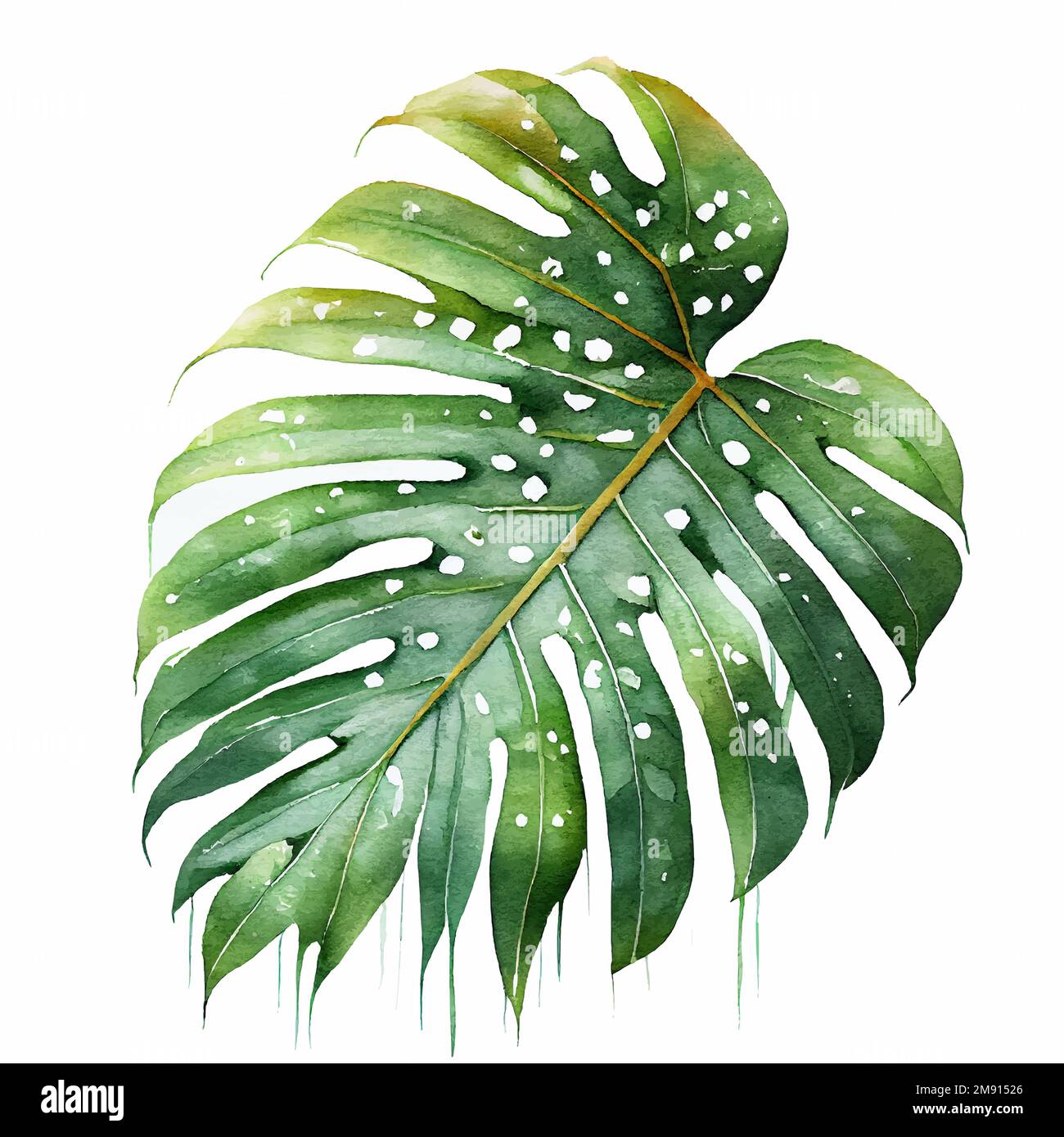 Green Natural Watercolor Monstera Leaf Stock Vector Image & Art - Alamy