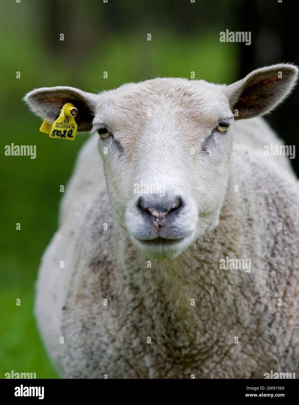 Sheeps ear hi-res stock photography and images - Alamy