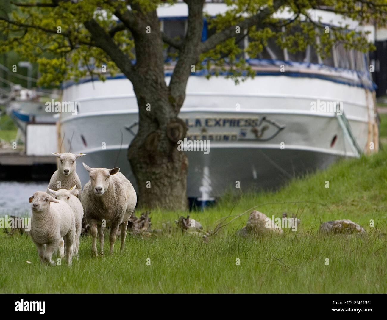 Sheep in a sheepfold Stock Photo - Alamy