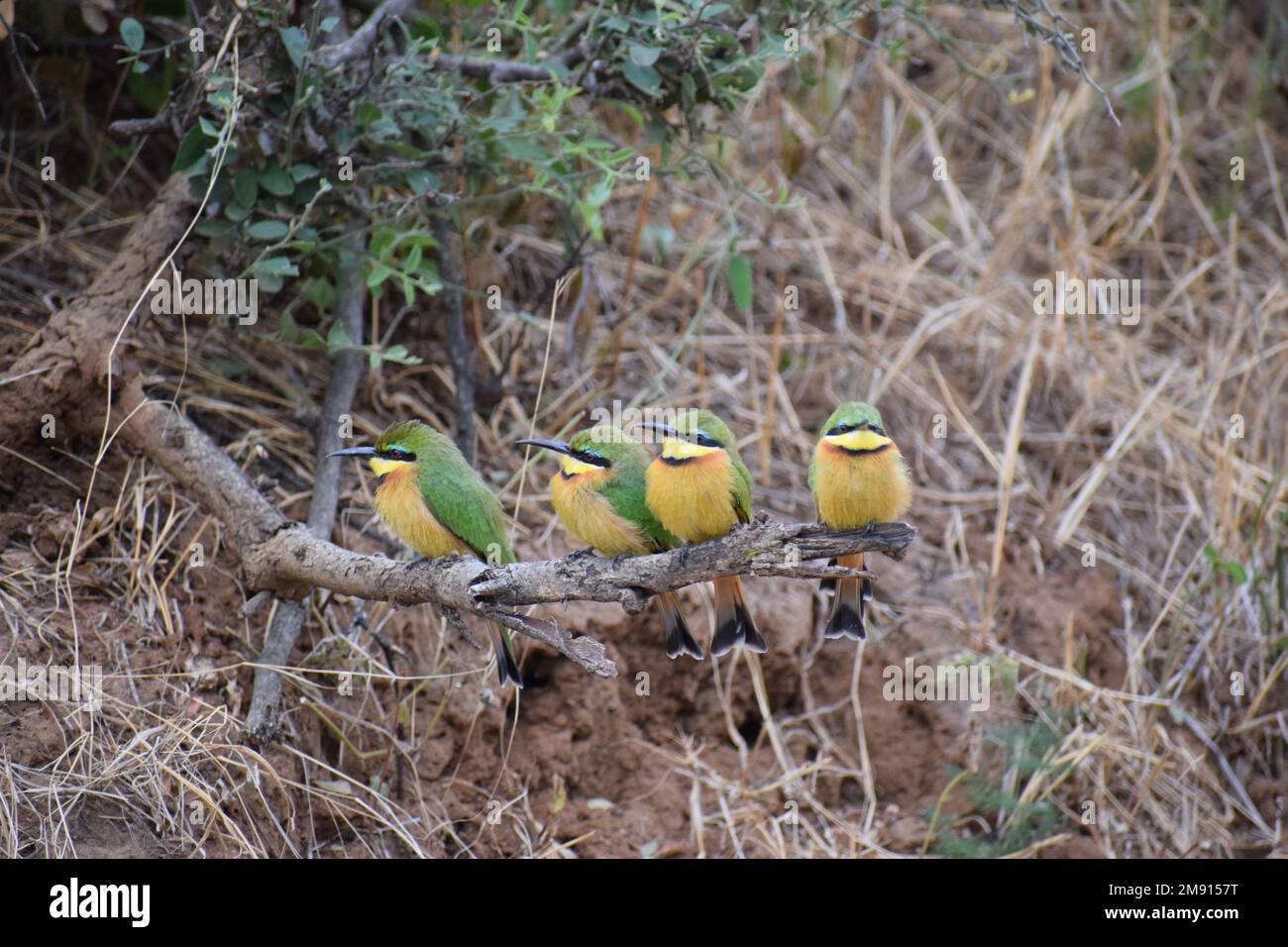 African wasps hi-res stock photography and images - Alamy