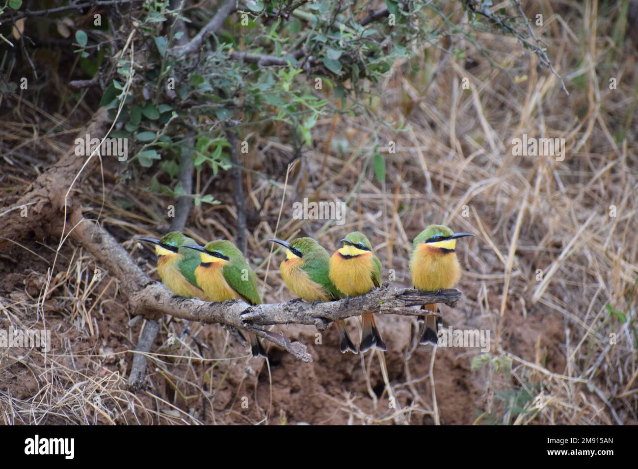 Smallest bee eater in southern africa hi-res stock photography and ...