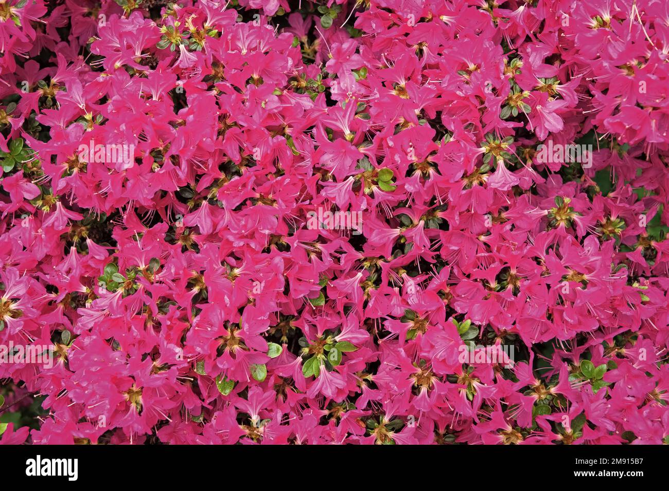 Blooming rhododendron flowering shrub with magenta petals flower ...