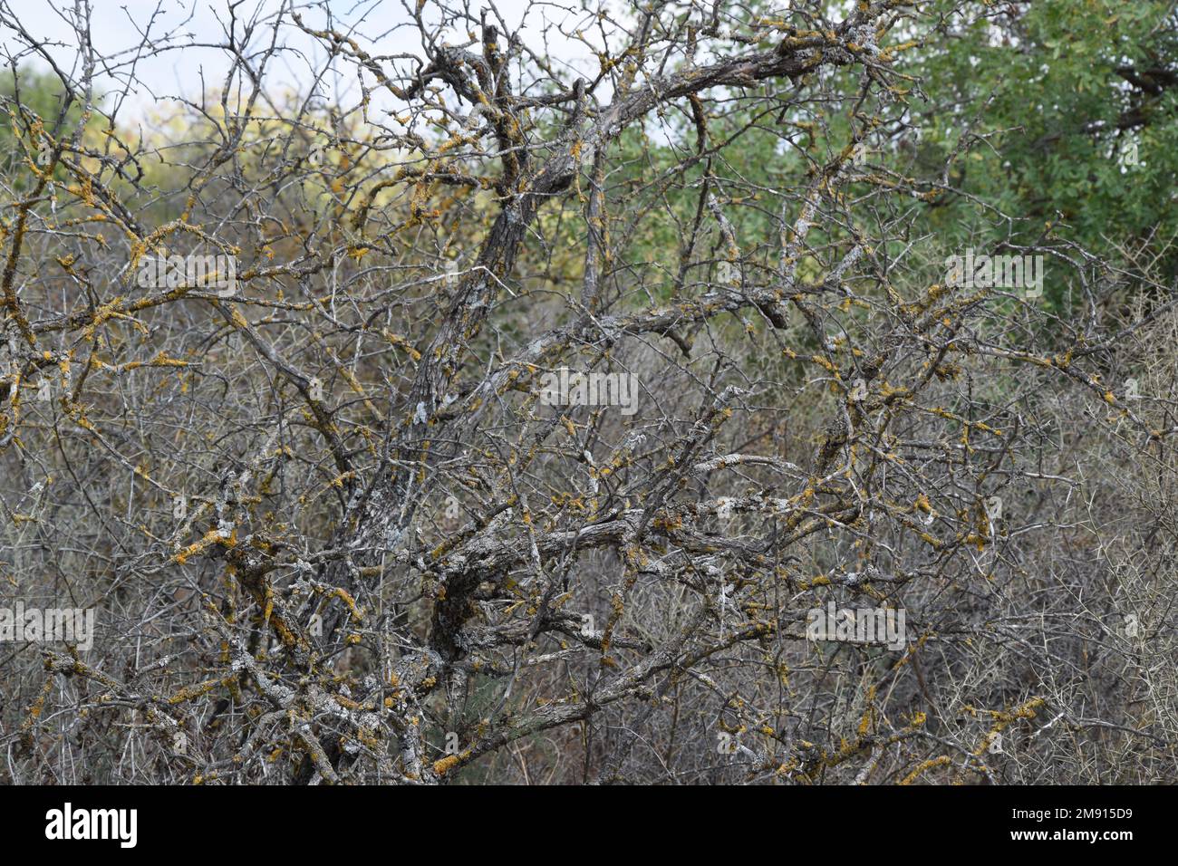Yiftah Fissures Nature Reserve in Israel Stock Photo - Alamy