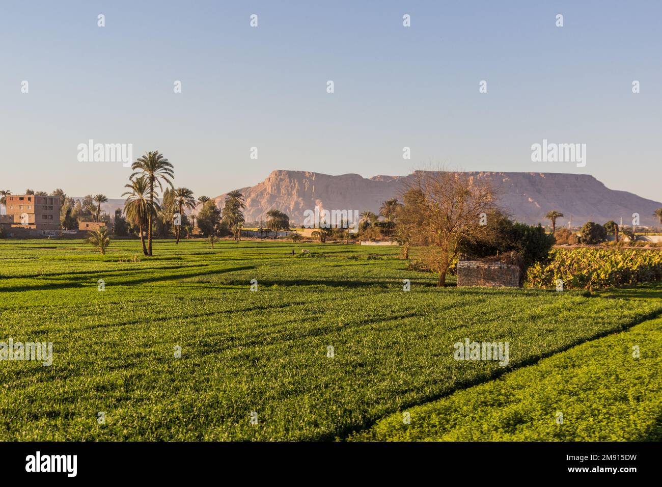 Lush fields along river Nile in Egypt Stock Photo - Alamy