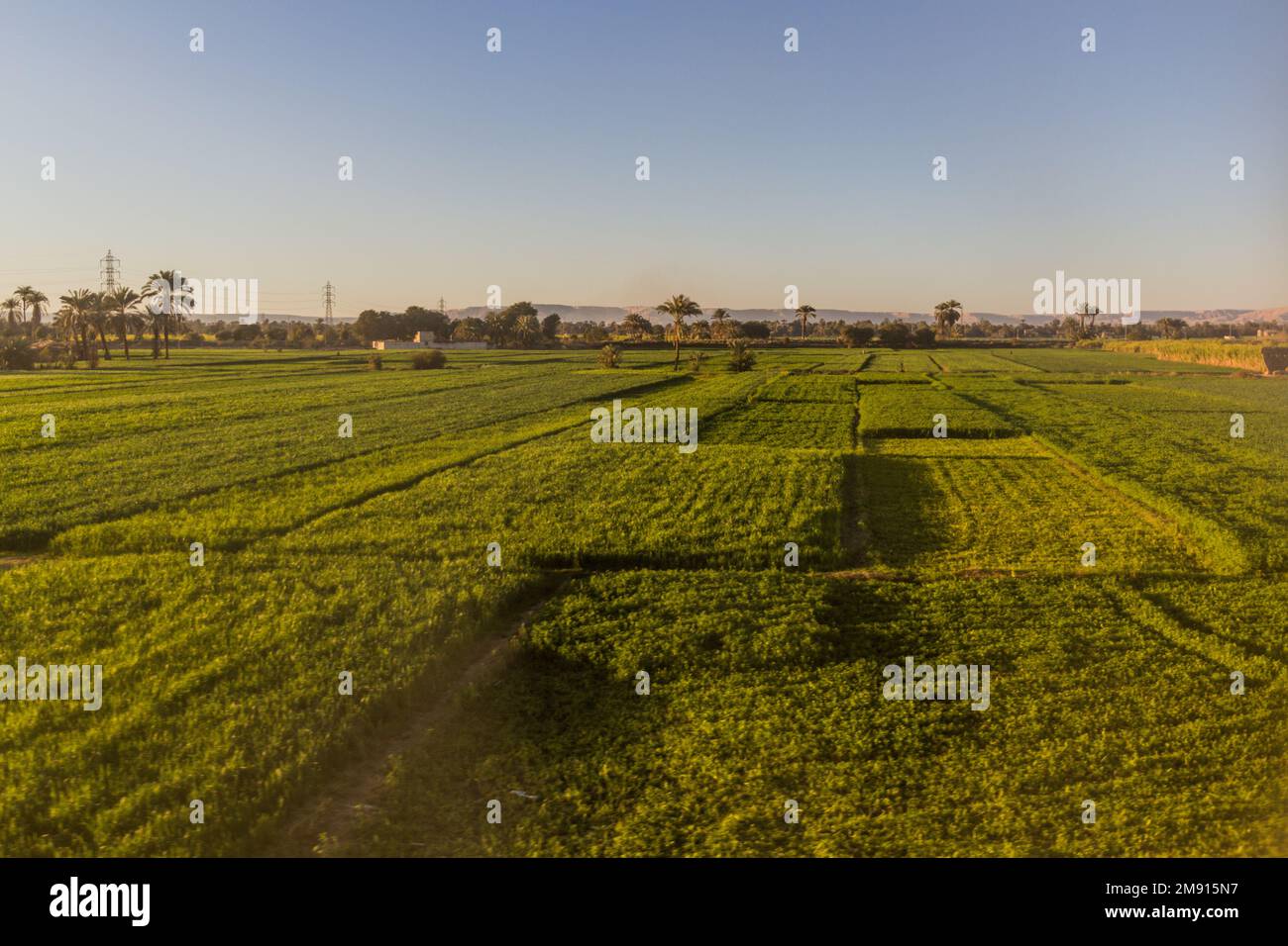 Lush fields along river Nile in Egypt Stock Photo - Alamy