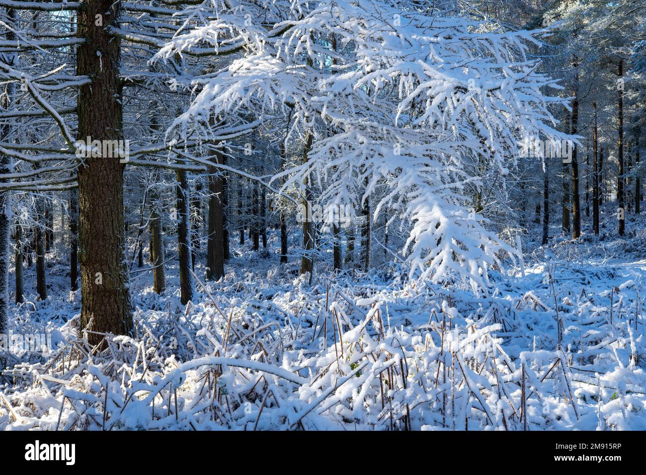 A wintry scene in Beacon Wood, Penrith, Cumbria, UK Stock Photo - Alamy