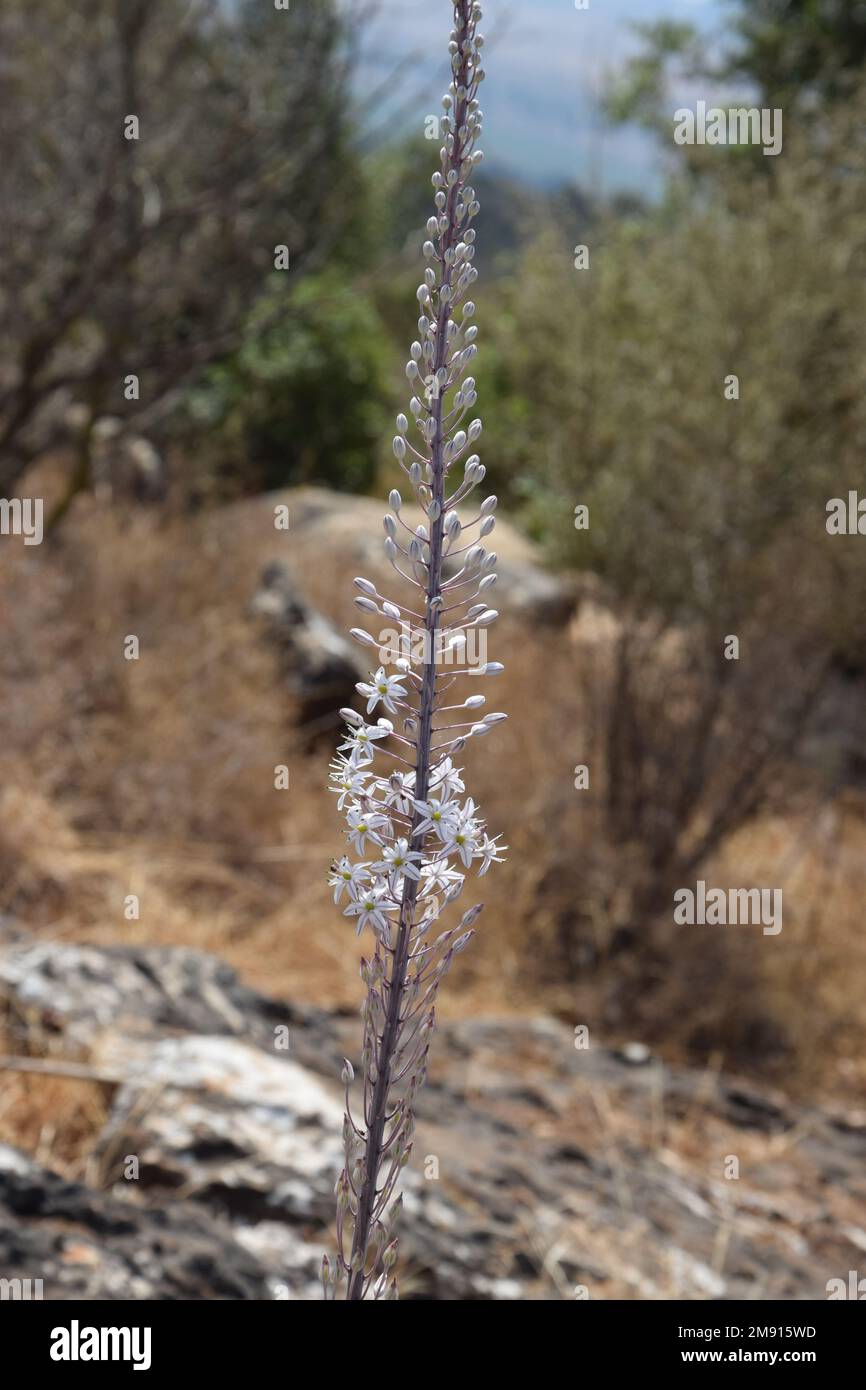 Yiftah Fissures Nature Reserve in Israel Stock Photo - Alamy
