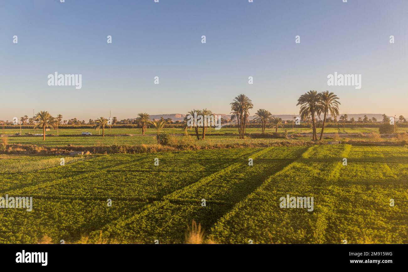 Lush fields along river Nile in Egypt Stock Photo - Alamy