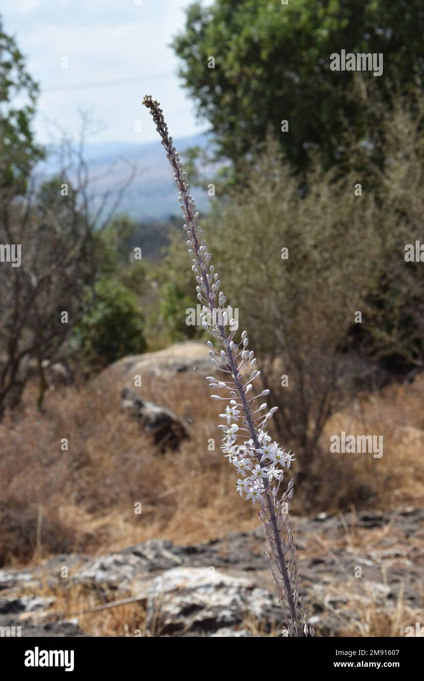Yiftah Fissures Nature Reserve in Israel Stock Photo - Alamy