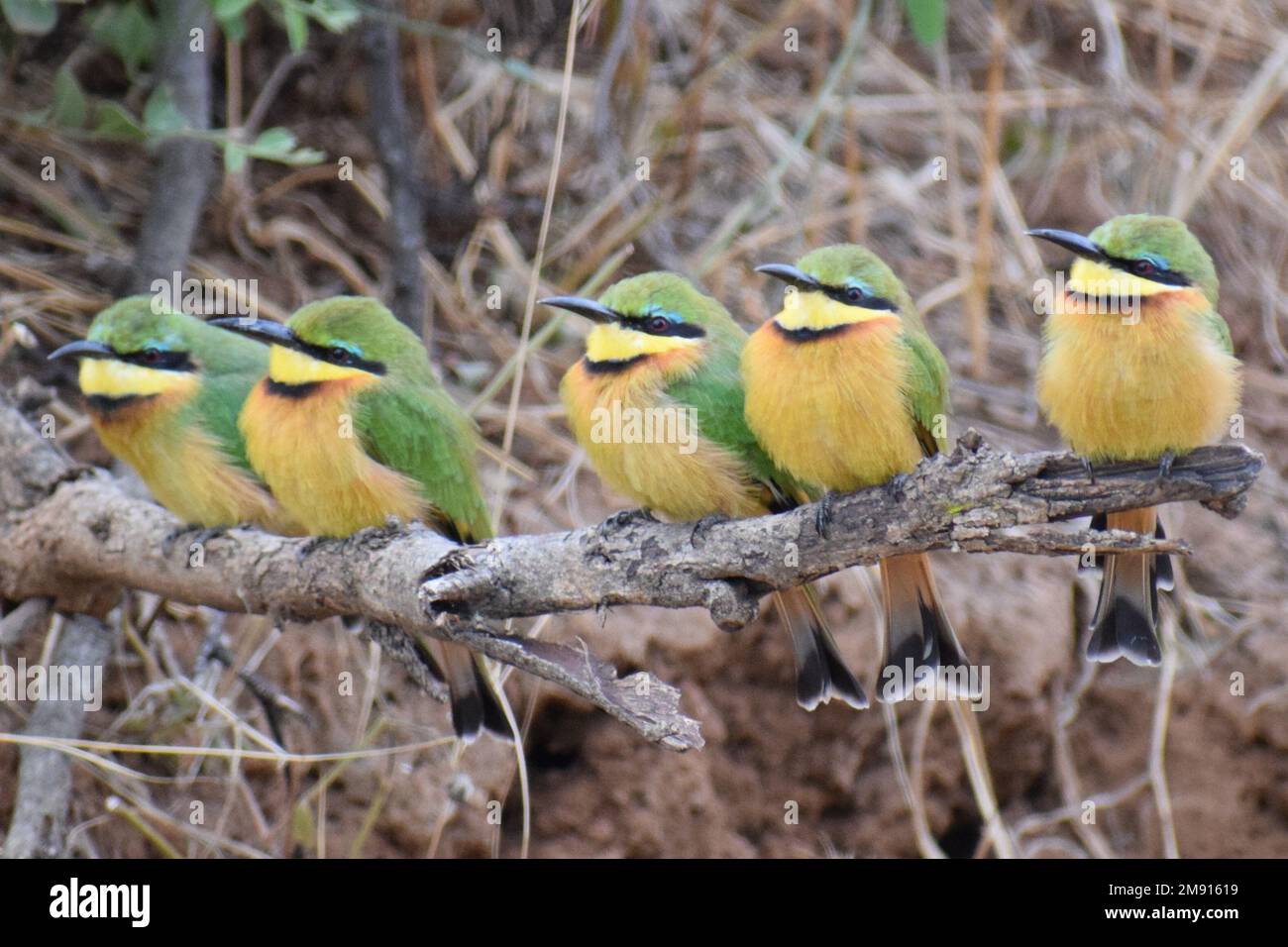 Bee-eaters display vivid colors. Swift, often in groups and seldom ...