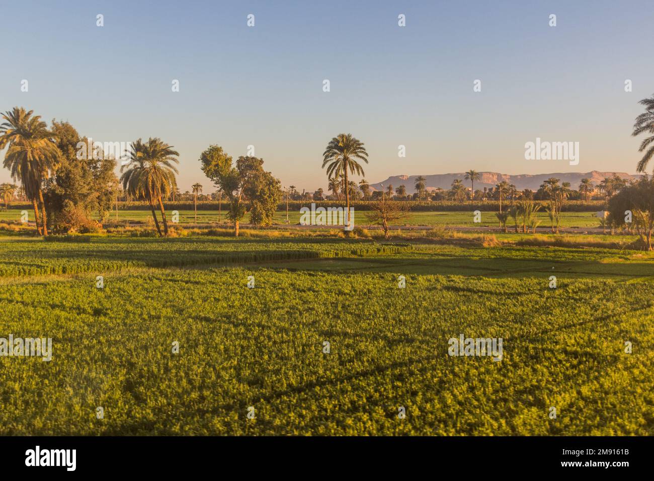 Lush fields along river Nile in Egypt Stock Photo - Alamy