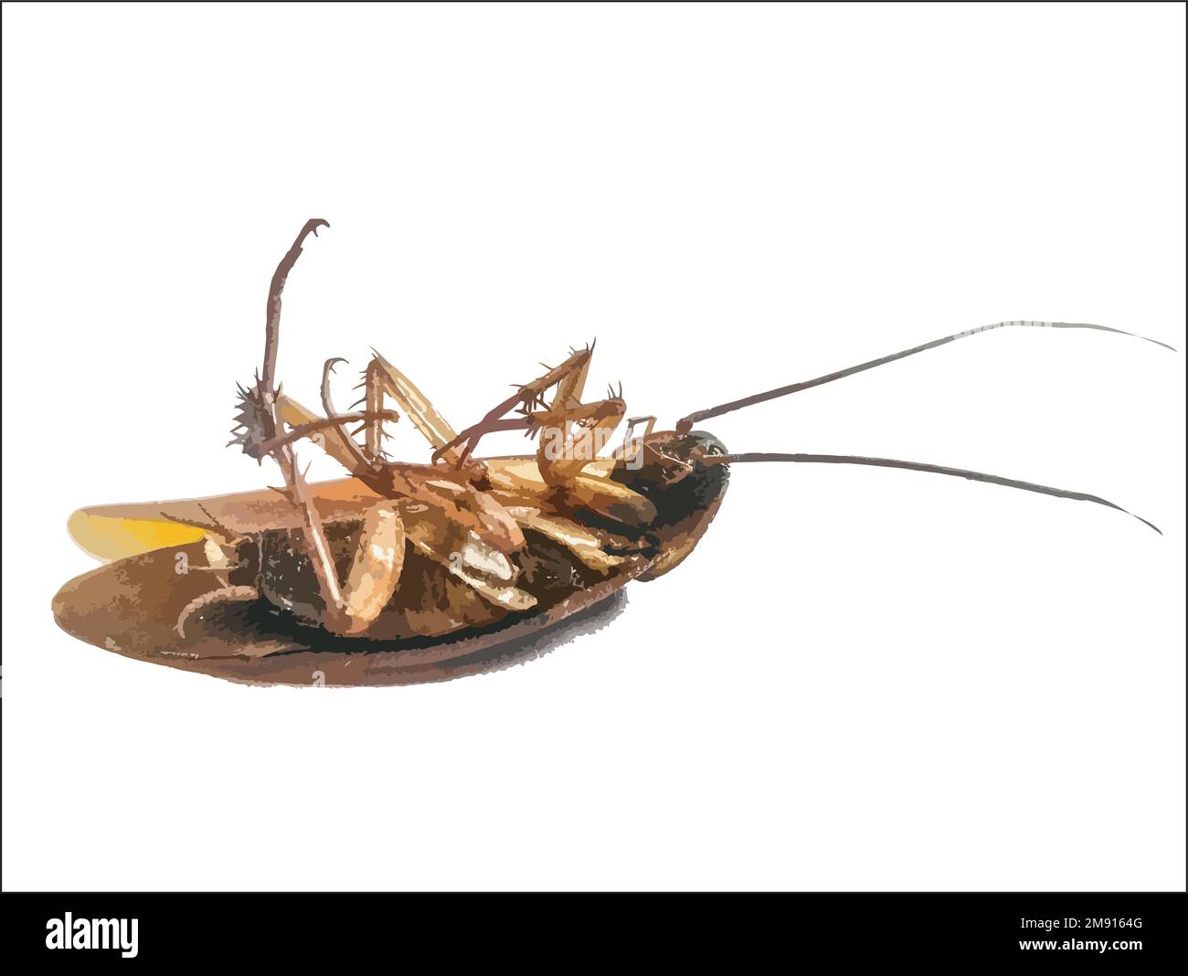 American cockroach periplaneta americana Stock Vector Images - Alamy