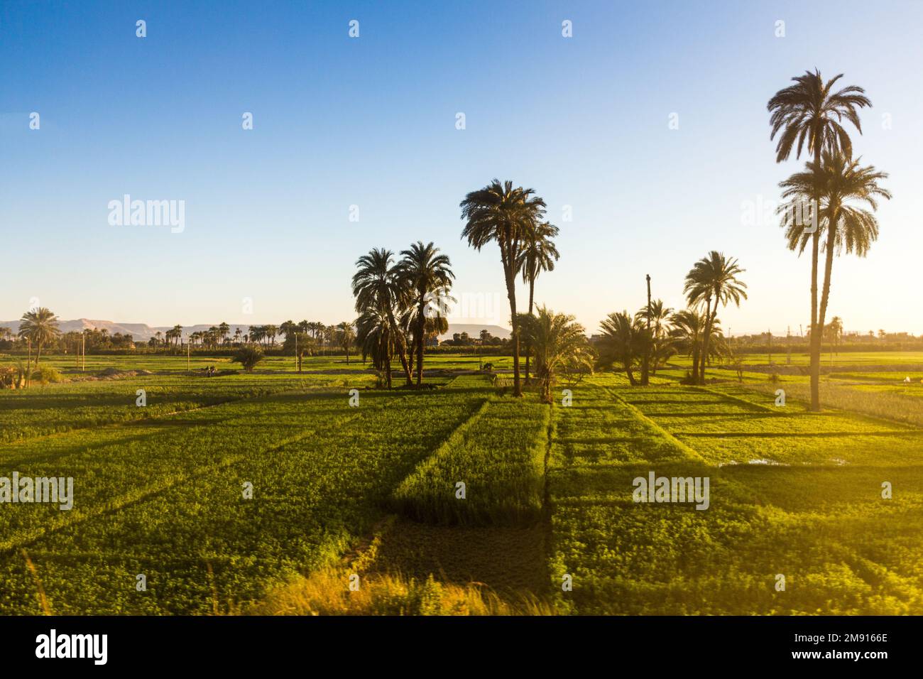 Lush fields along river Nile in Egypt Stock Photo - Alamy