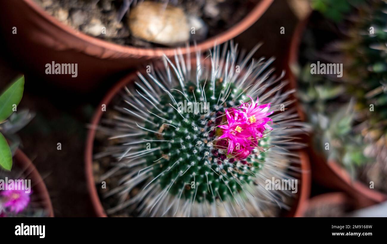 Beautiful colorful close up of cactus, pink blossom Stock Photo - Alamy