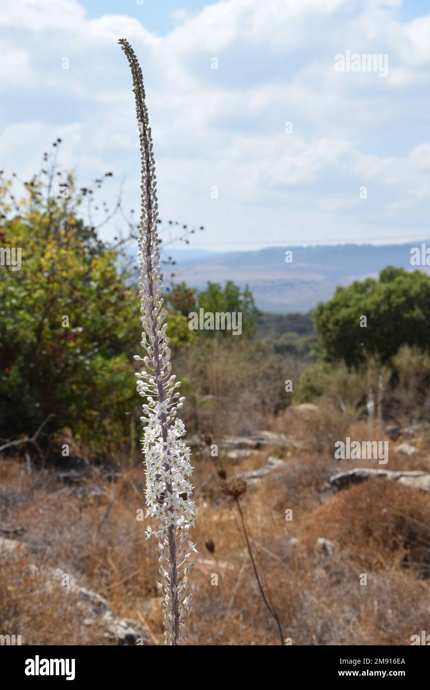 Yiftah Fissures Nature Reserve in Israel Stock Photo - Alamy