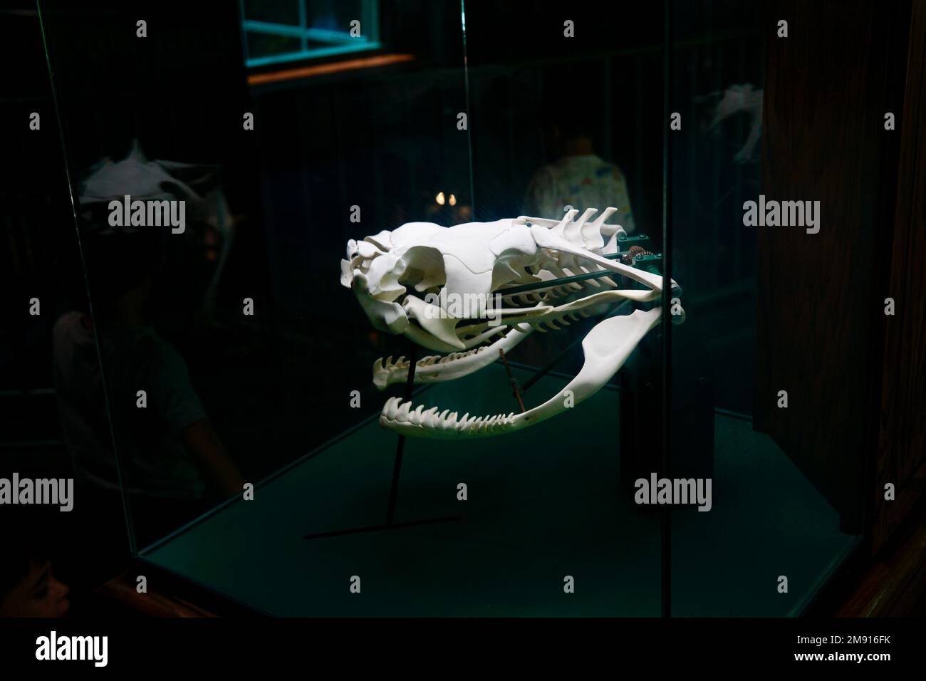 Snake anatomy hi-res stock photography and images - Alamy