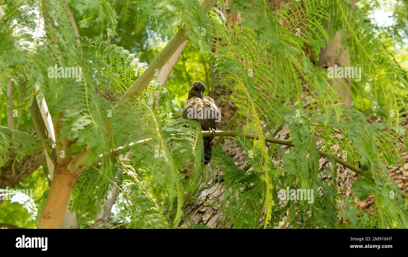 Photography of rainforest birds hi-res stock photography and images - Alamy
