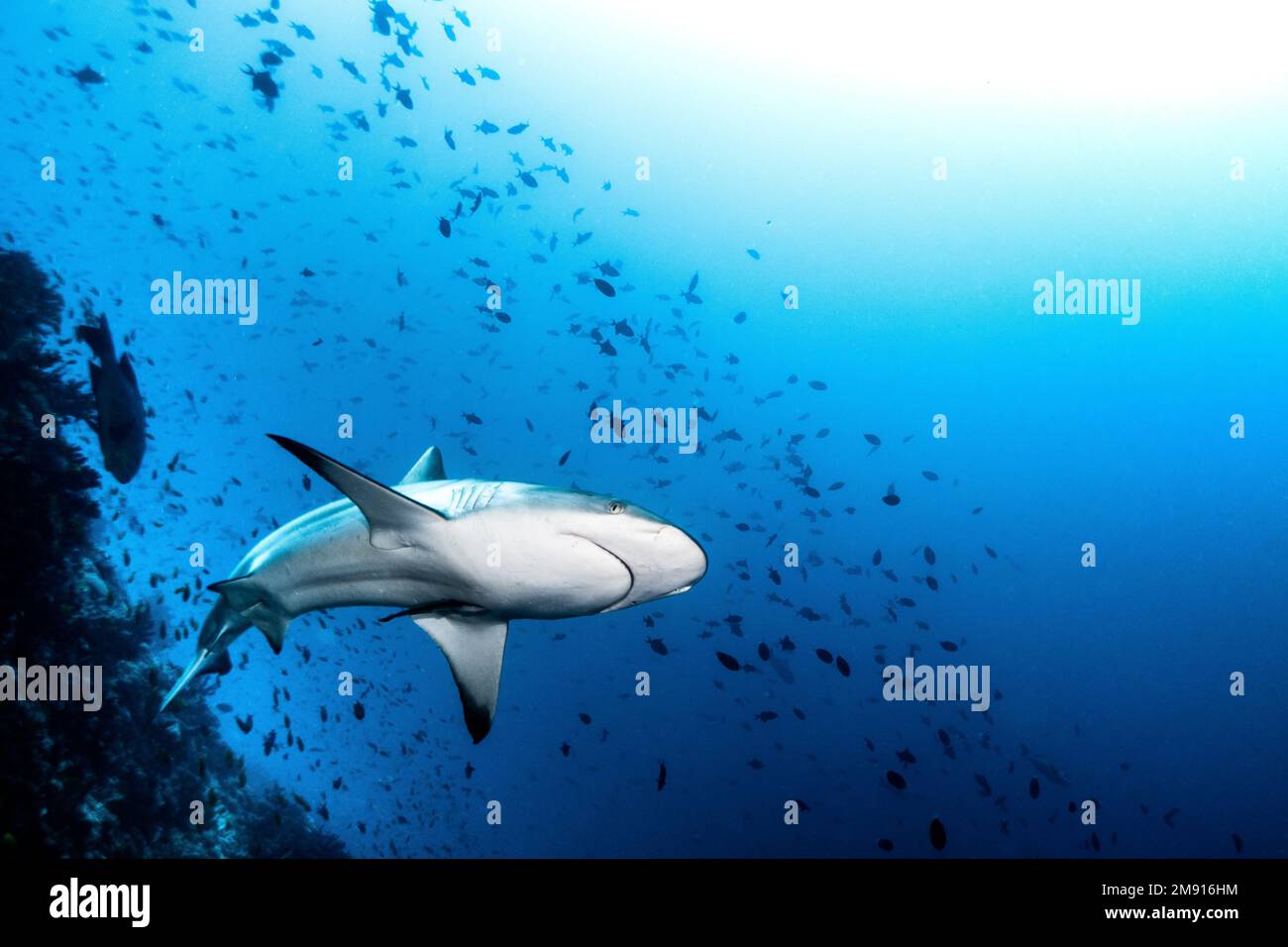 Diving with Grey reef shark in Maldives, view from below shark belly ...