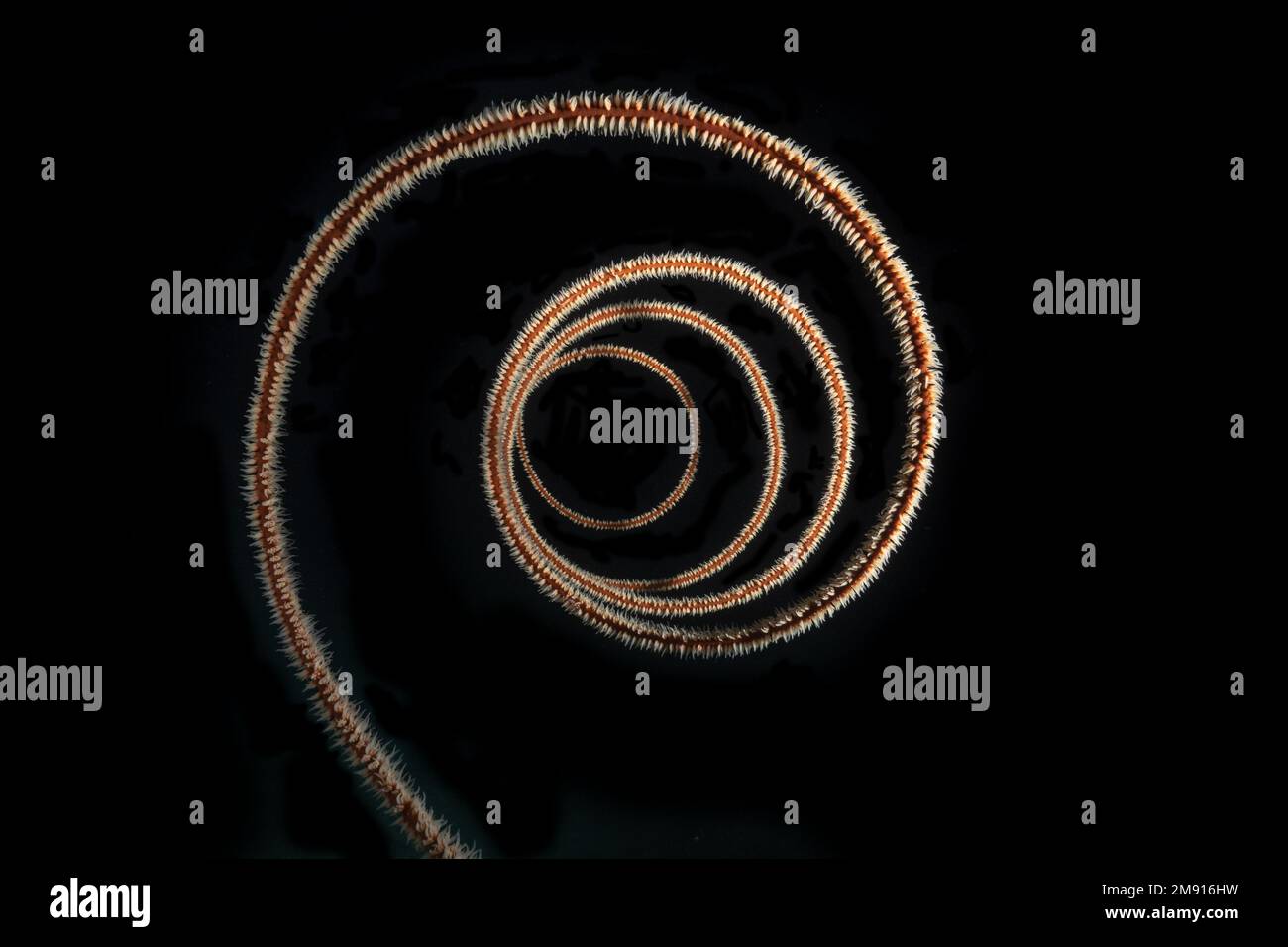 Cirrhipathes, black coral from the family Antipathidaecommonly known as ...