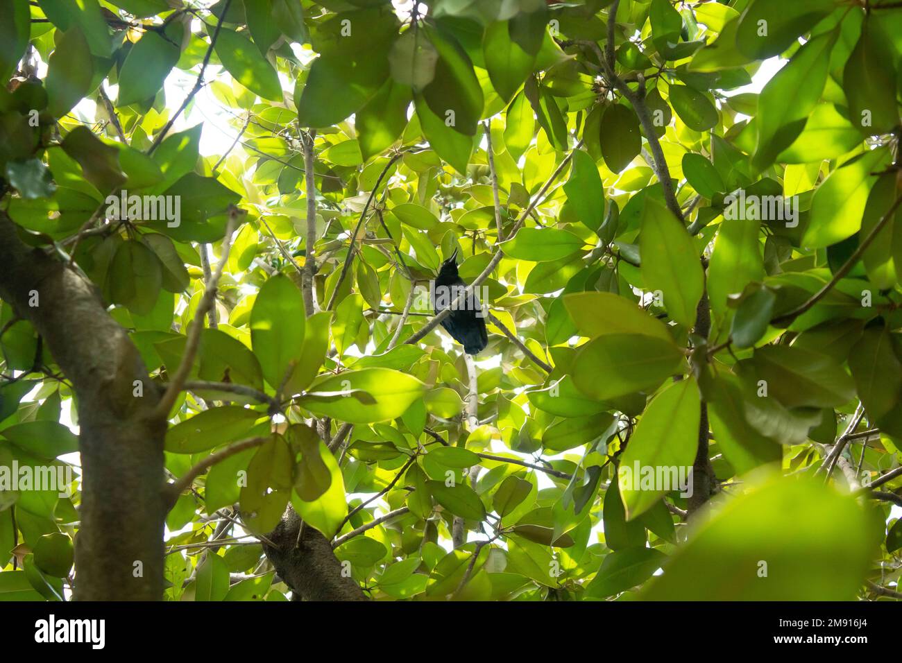 Photography of rainforest birds hi-res stock photography and images - Alamy