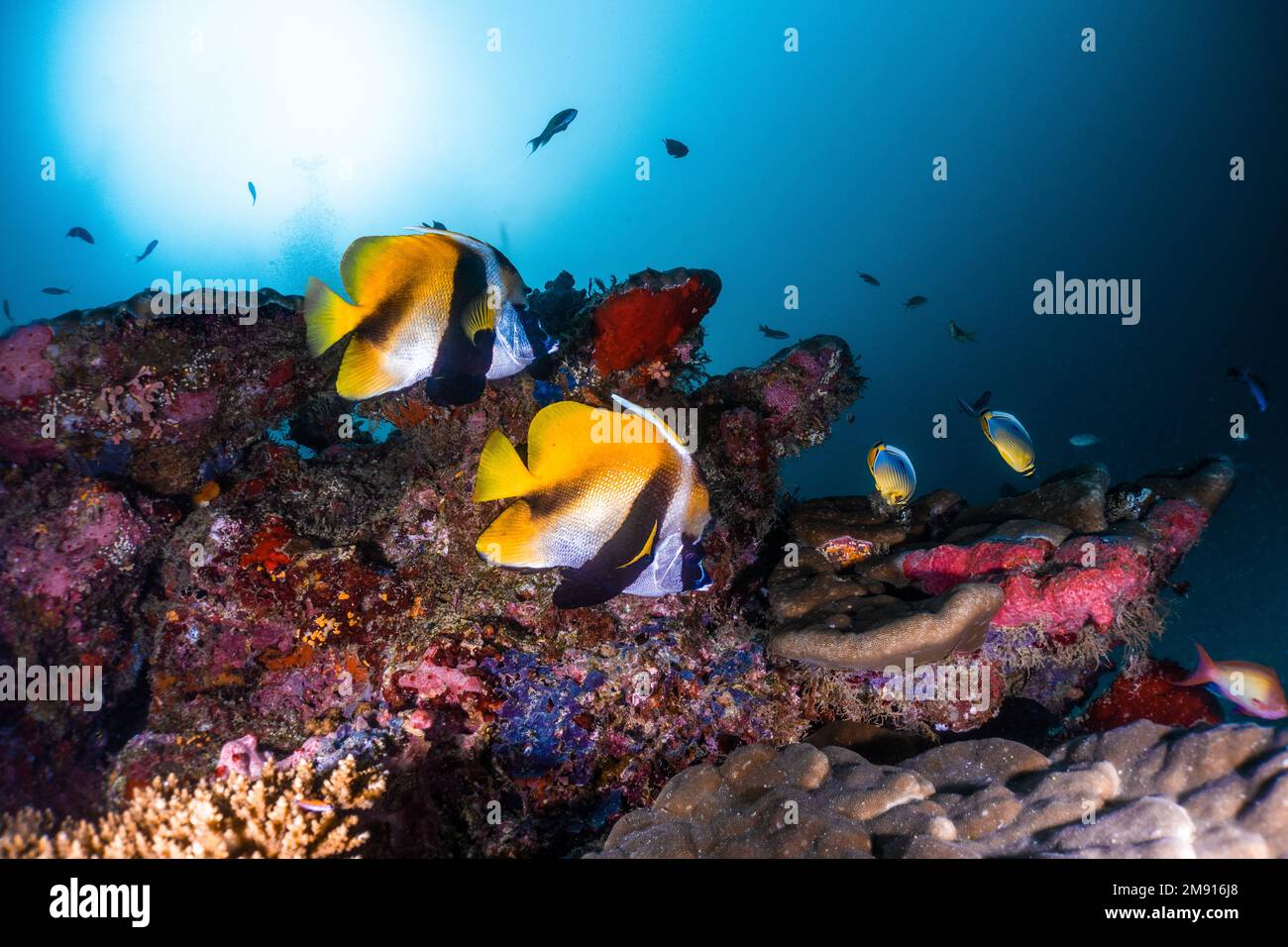 Ray finned fish hi-res stock photography and images - Alamy