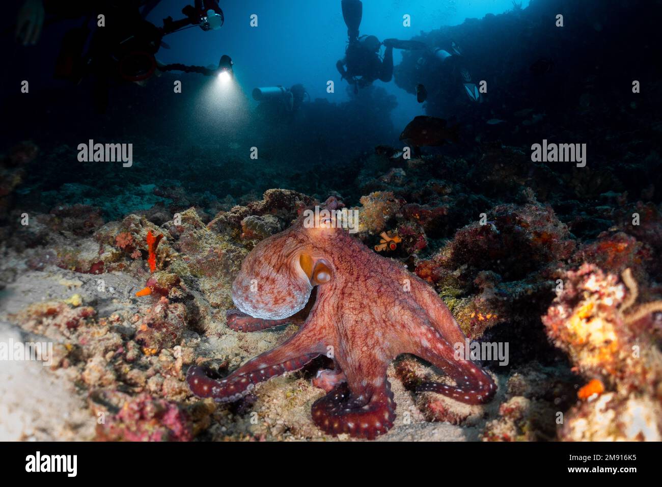 Beautiful friendly big octopus resting on the reef, picture taken in ...