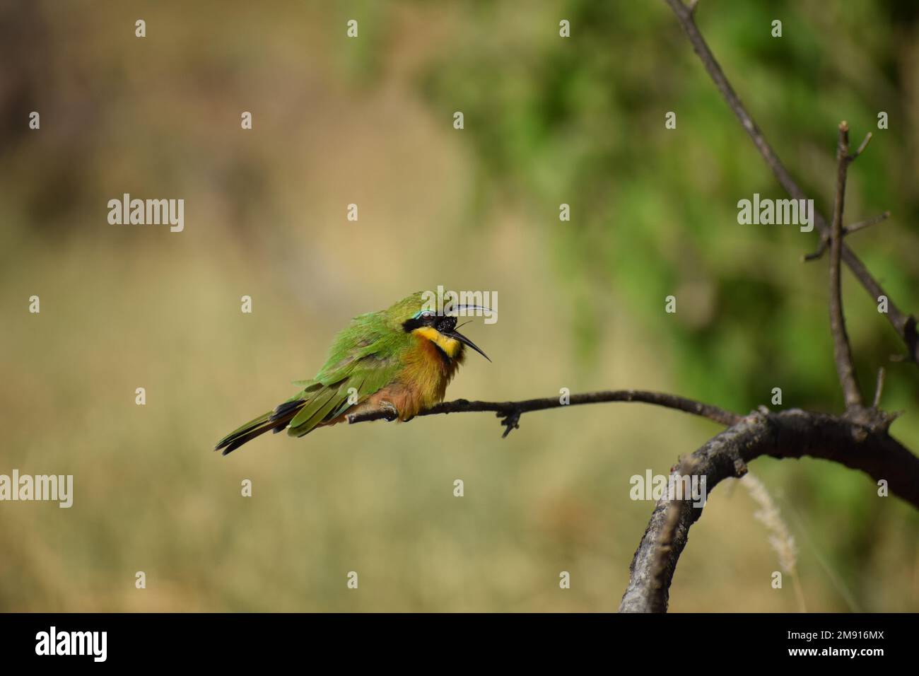 Smallest bee eater in southern africa hi-res stock photography and ...