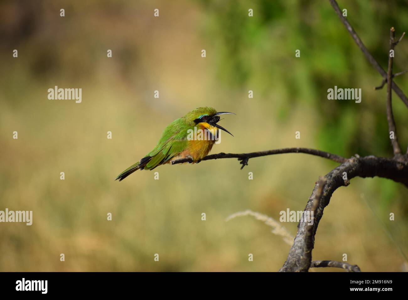 Smallest bee eater in southern africa hi-res stock photography and ...