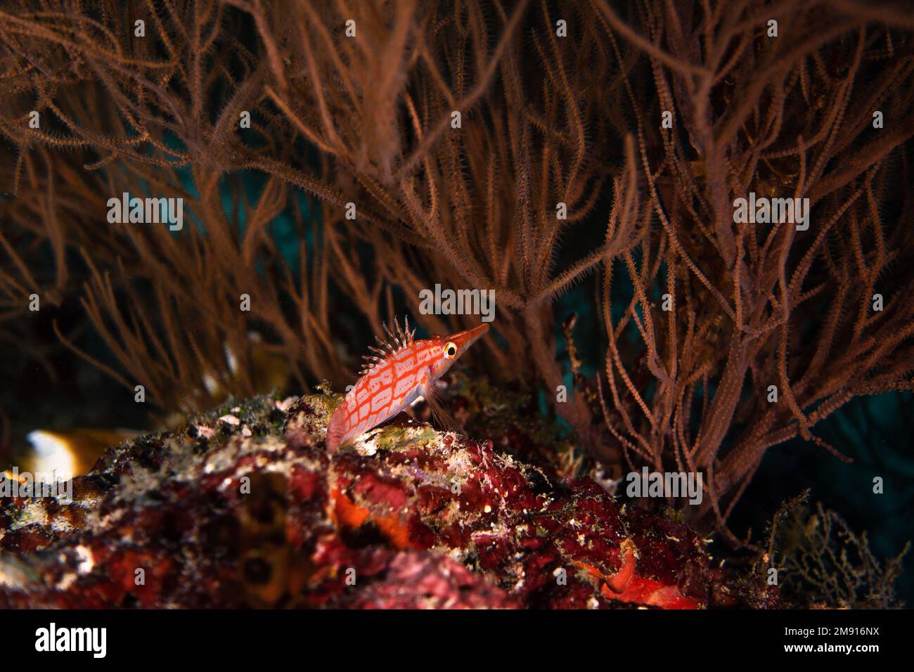 The longnose hawkfish (Oxycirrhites typus) is a species of marine ray ...