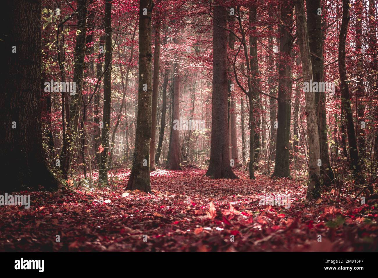 Misty forrest road hi-res stock photography and images - Alamy