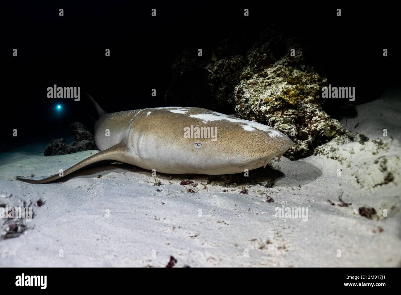 Night dive with nurse shark in Maldives, Alimatha Jetty, Vaavu atoll ...