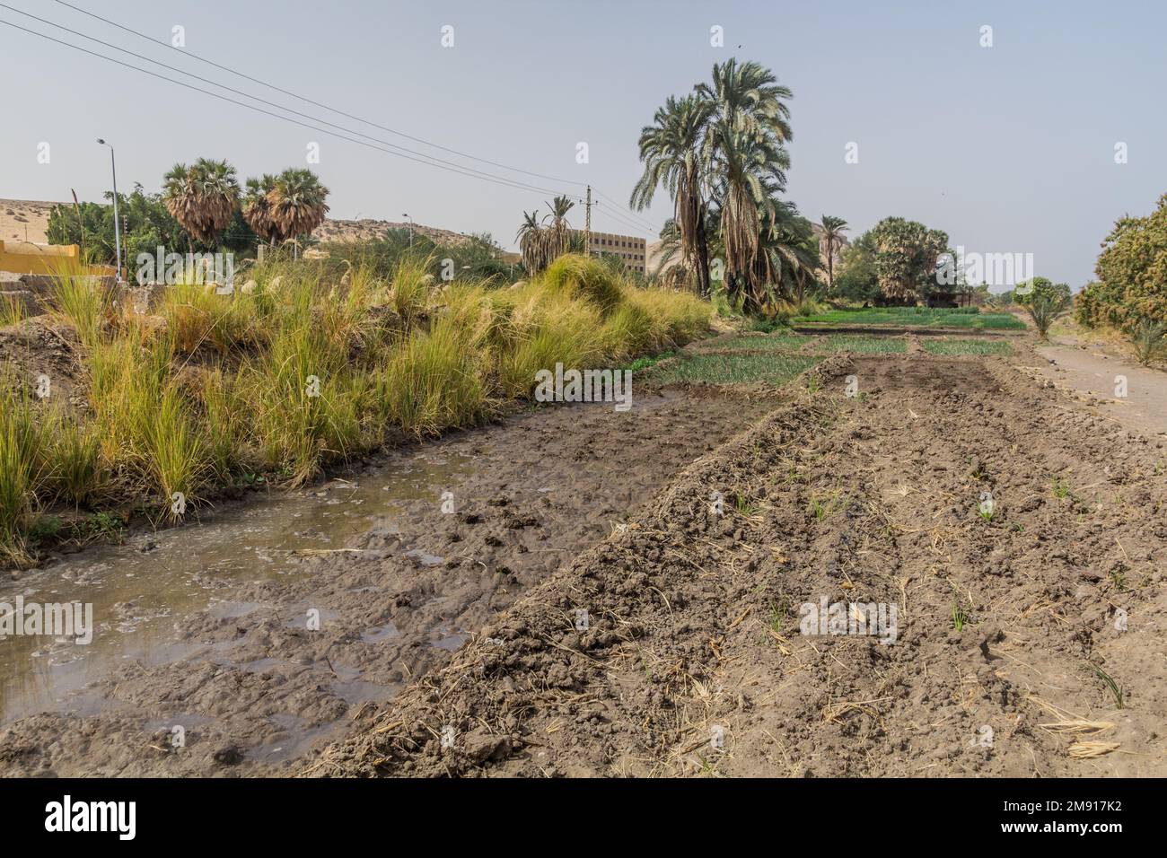 Fields by the river Nile near Aswan, Egypt Stock Photo - Alamy