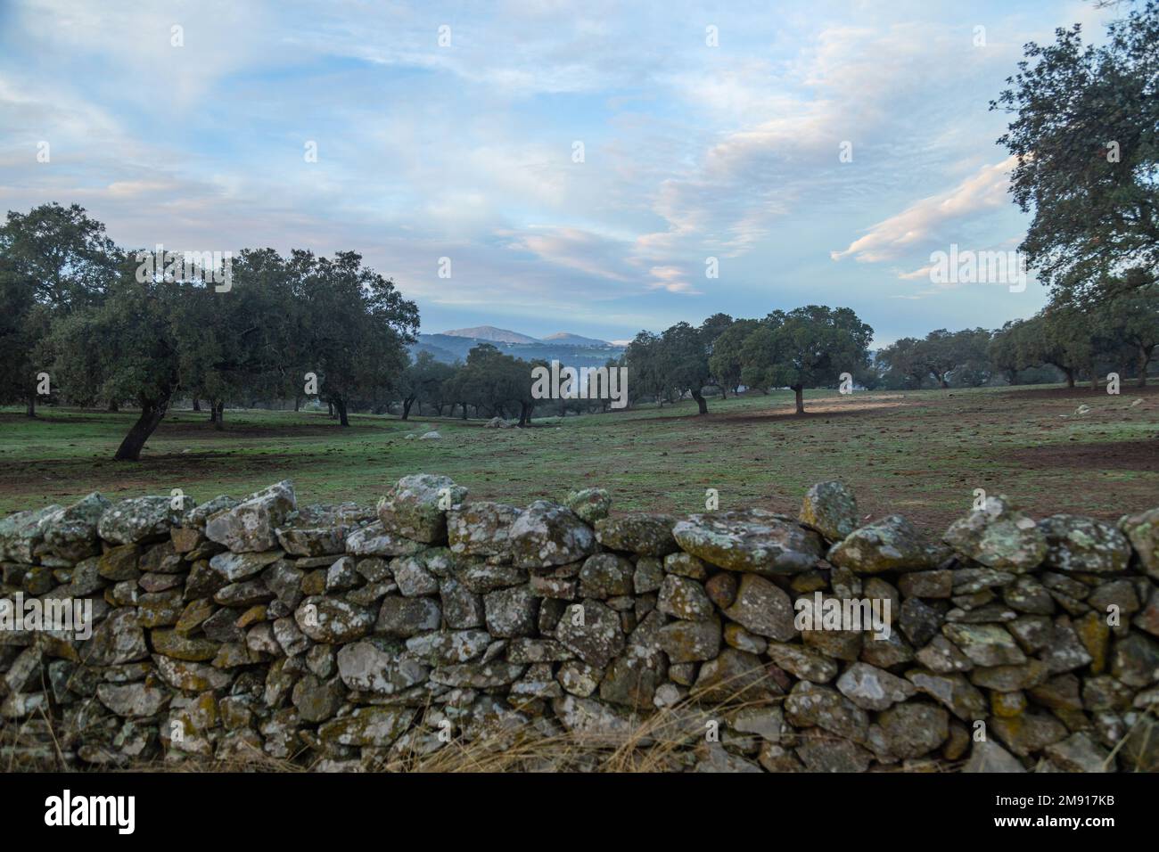 Cork oak trees (Quercus suber) in the morning, Extremadura, Spain ...