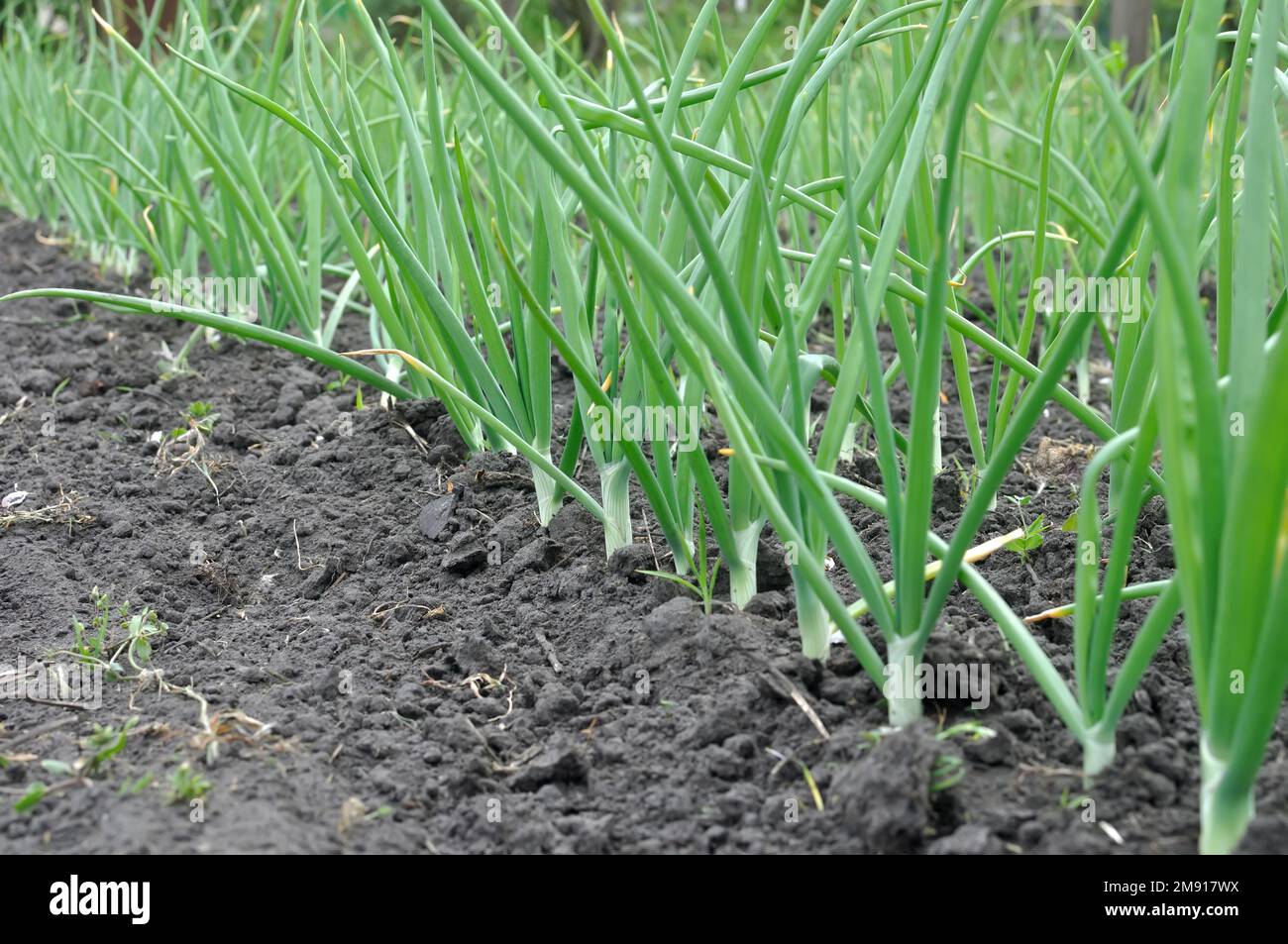 Scallion field hi-res stock photography and images - Alamy