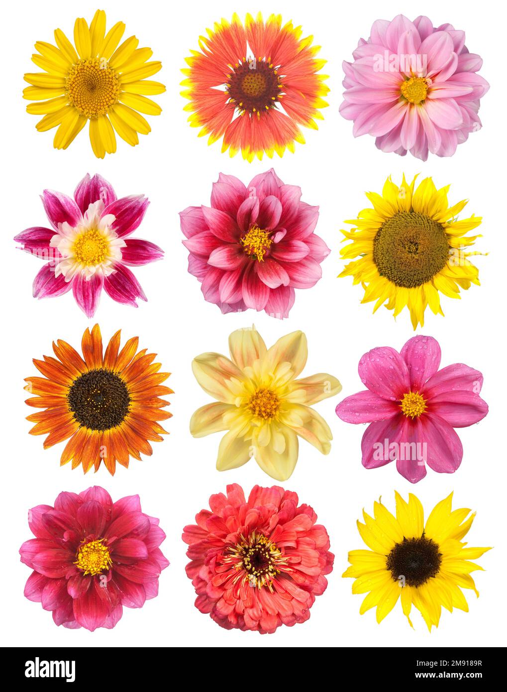 Purple zinnia flower on Cut Out Stock Images & Pictures - Alamy