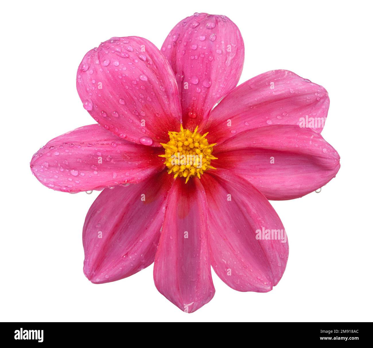 Bright pink white dahlia Cut Out Stock Images & Pictures - Alamy