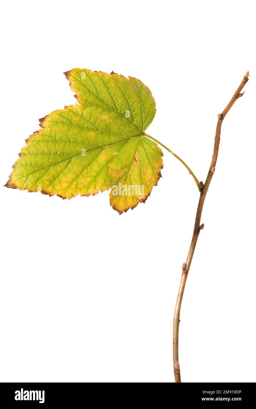Autumn currant leaf on white Stock Photo - Alamy